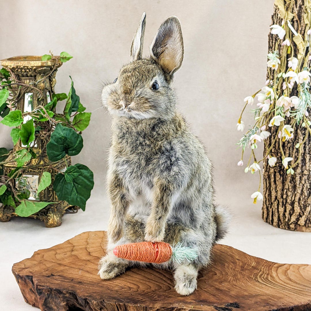Bunny Rabbit Collectible Baby Taxidermy Oddities Curiosities ...