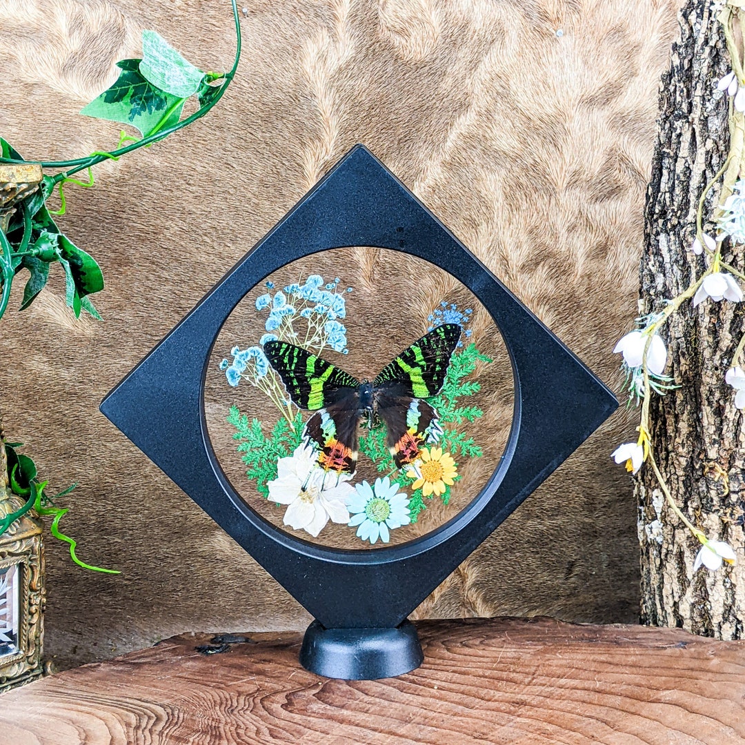 Sunset Moth Butterfly Floating Display Entomology Taxidermy Oddities ...