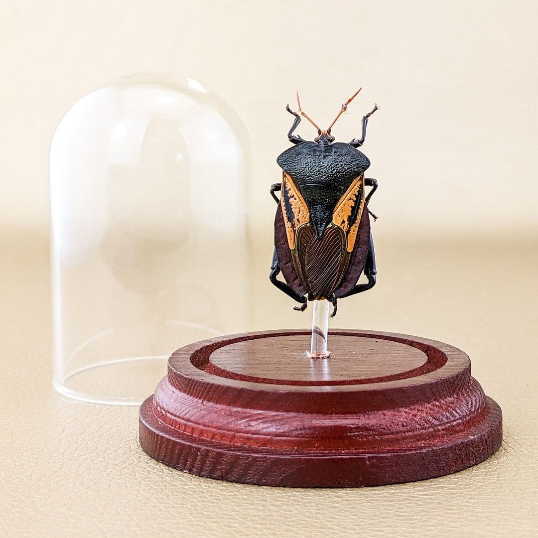 Large Oncomeris Flavicornis Glass Dome Display True Bug Collectible ...