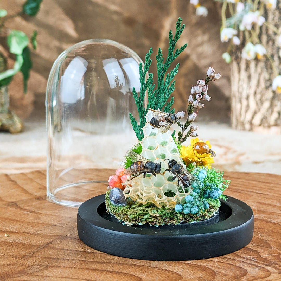 Honey Bee (bees) & Comb Glass Dome Display Entomology Taxidermy ...