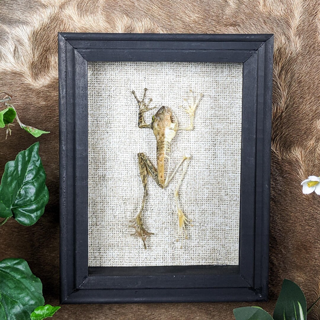 Half-skeleton White-lipped Frog Framed Display Taxidermy Oddities ...
