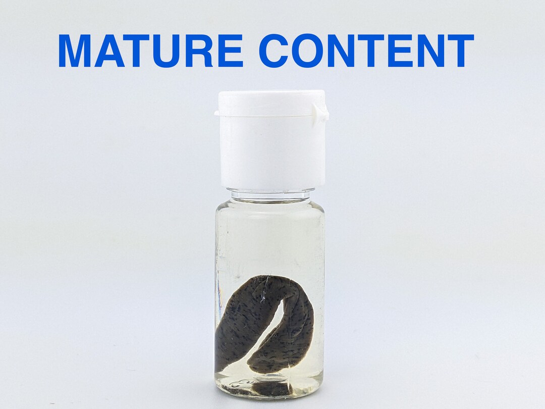 Leech Wet Specimen Collectible Specimen Jar Display Oddity Curiosity ...