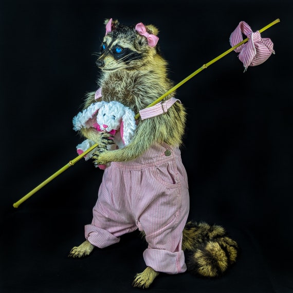BR70 Raccoon Anthropomorphic Taxidermy Oddities Curiosities - Etsy