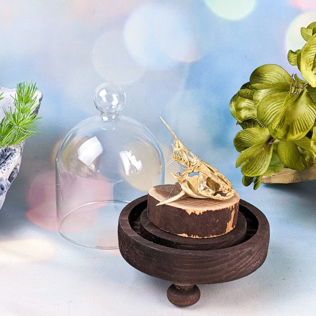 H63b Catfish tachysurus Fulvidraco Skull Glass Dome Display Oddities ...