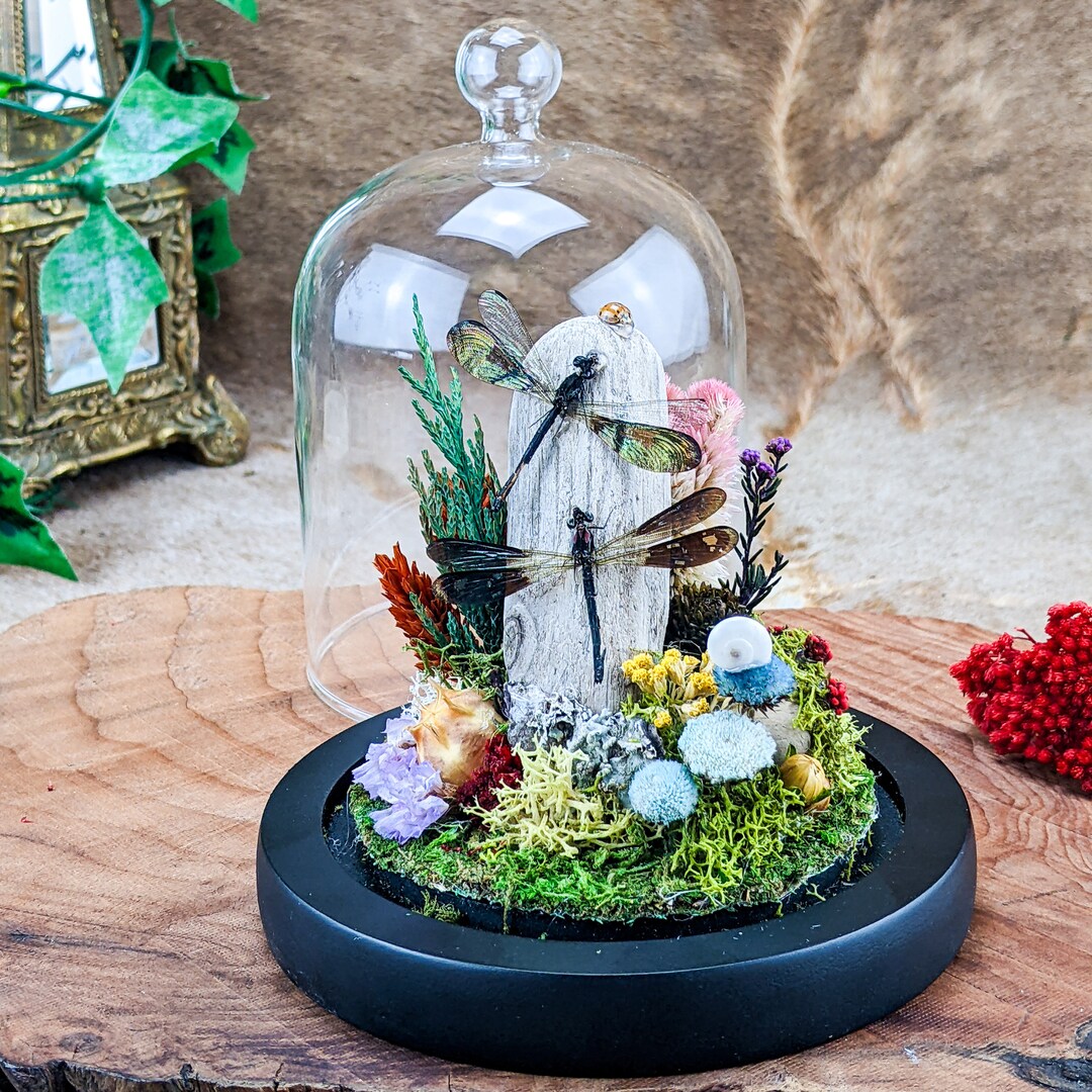 V23b 2 Dragonfly Damselfly Glass Dome Display Entomology Taxidermy ...