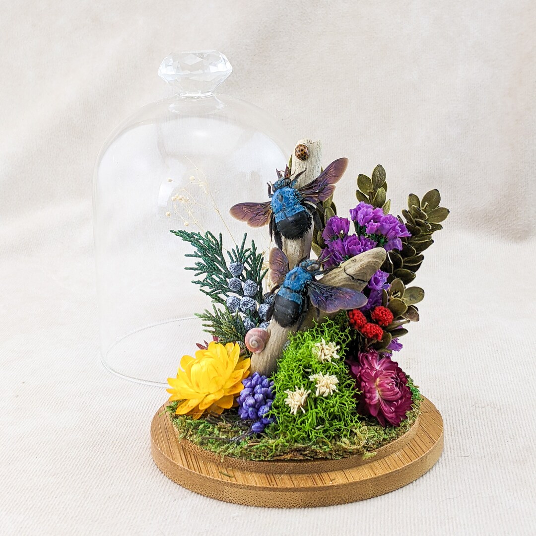 2 Blue Carpenter Bee Glass Dome Display Oddities Decor Entomology ...