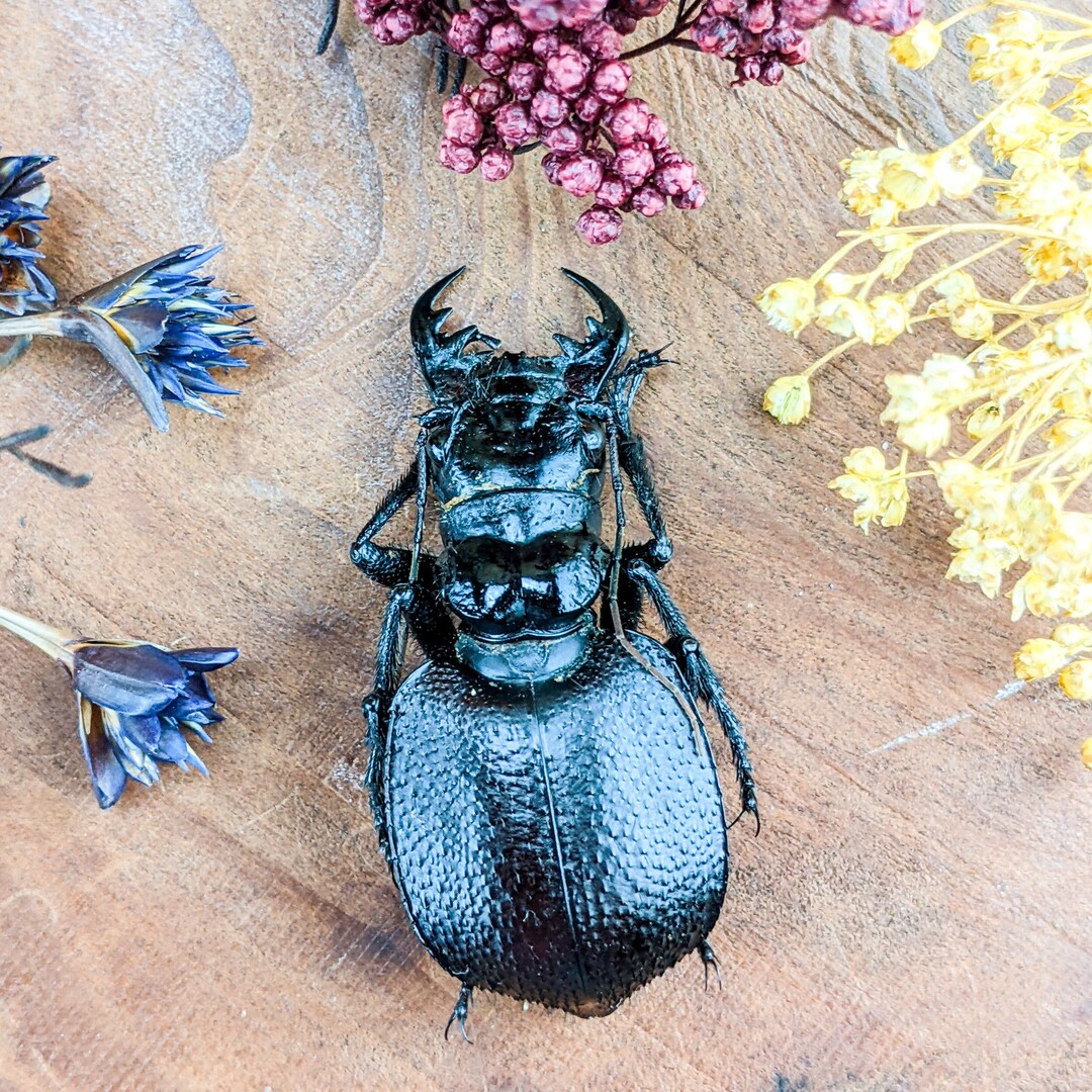 Z56a Giant Tiger Beetle Manticora Latipennis 50mm Specimen - Etsy