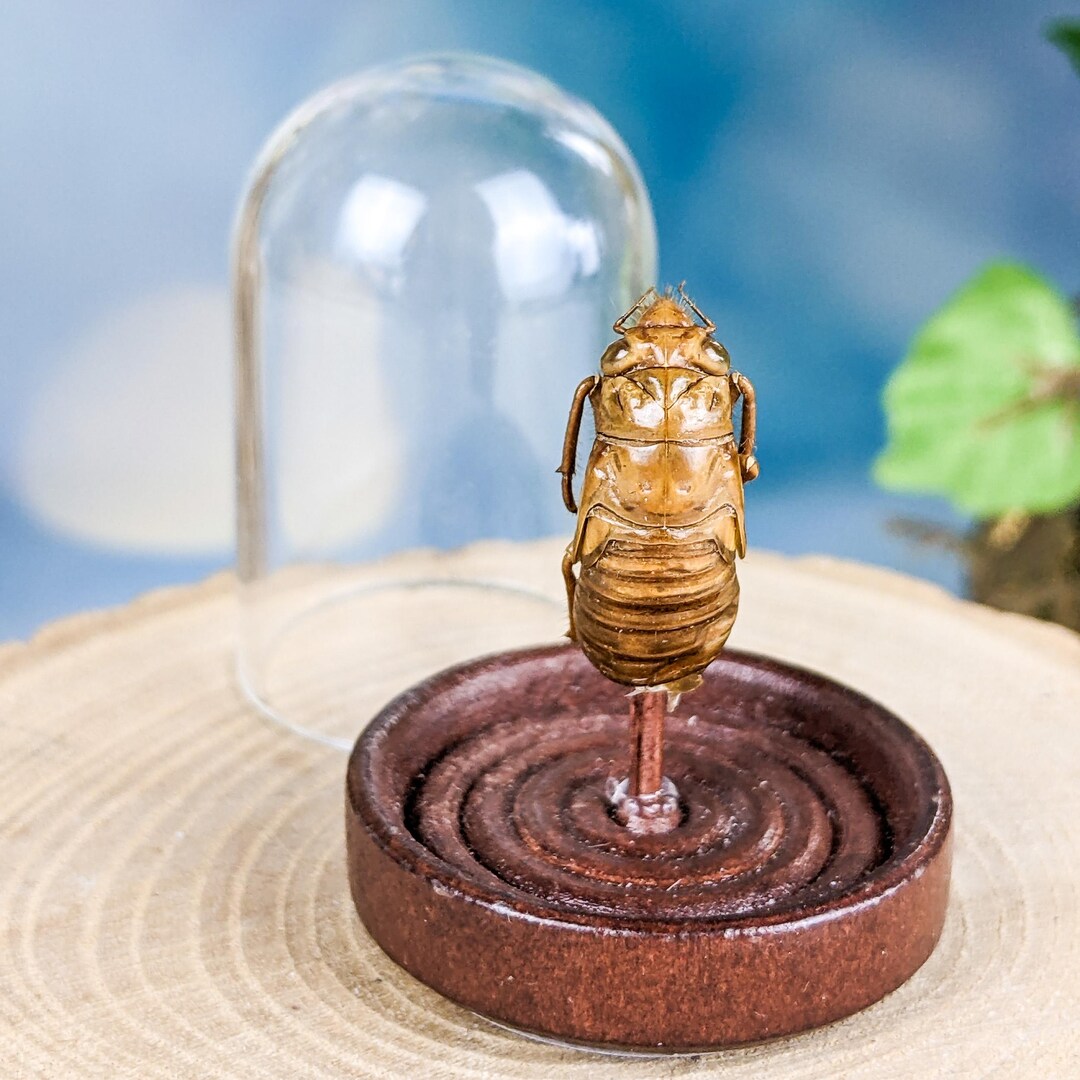 Cicada Nymph Grub Glass Dome Display Taxidermy Curiosities Insects ...