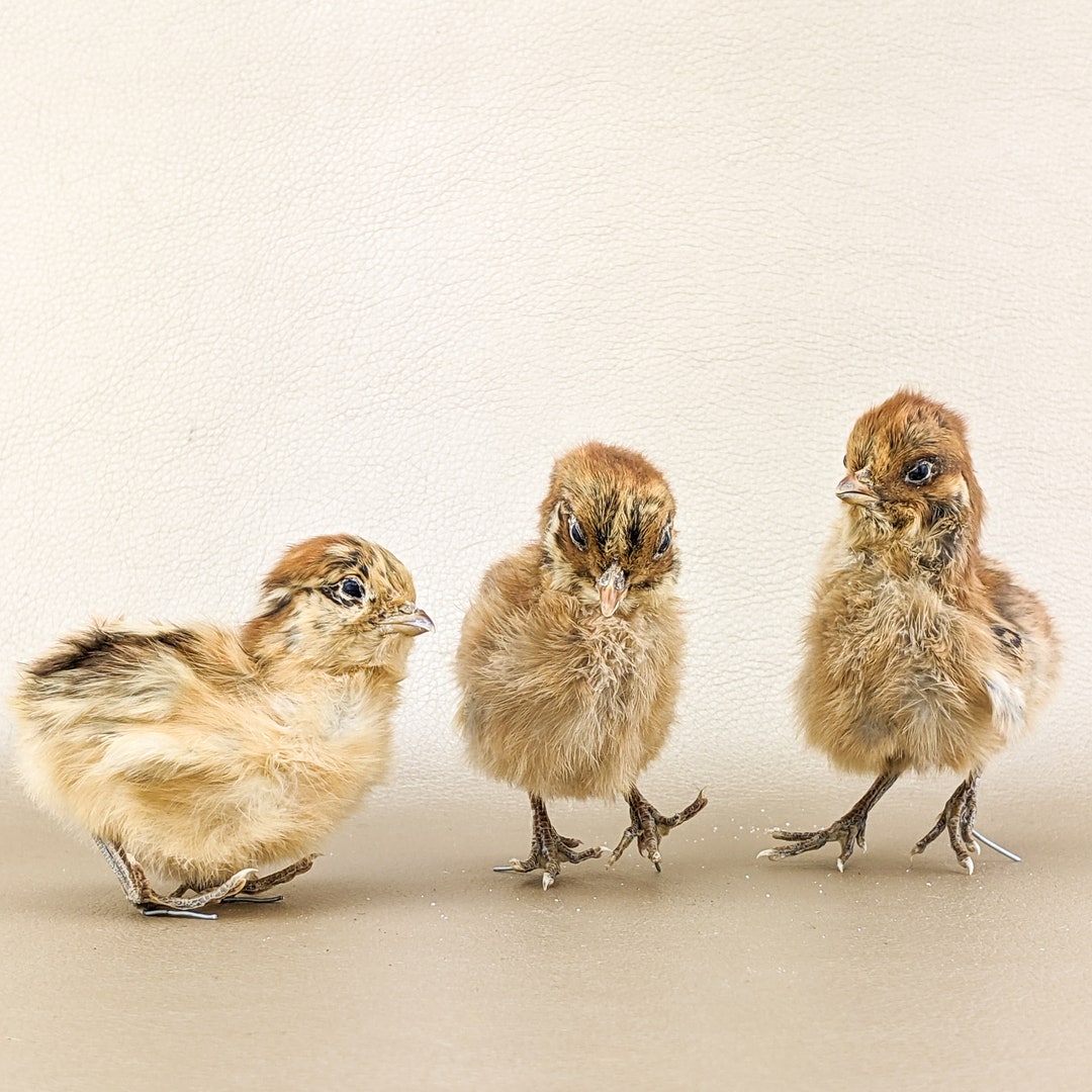 BABY CHICK Chicken TAXIDERMY Domestic Brown natural Death Curiosity ...