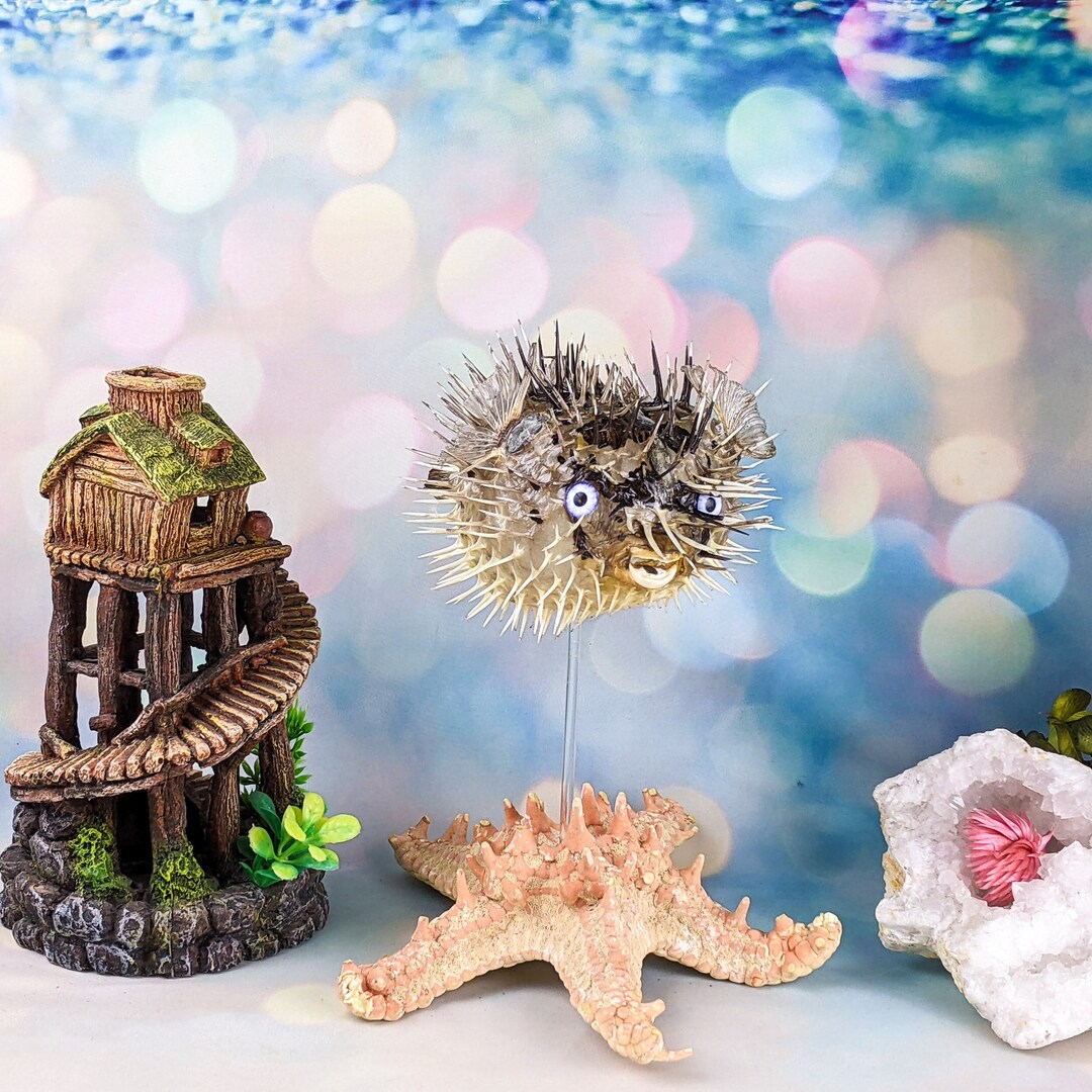 Spikey Puffer Blowfish Porcupine Fish Taxidermy Oddities Curiosities ...