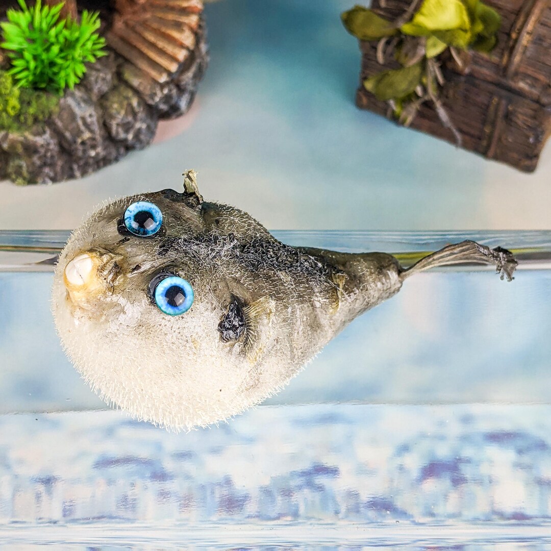 Parrot Puffer Fish 4+" Specimen Taxidermy Oddity Collectible Nautical ...