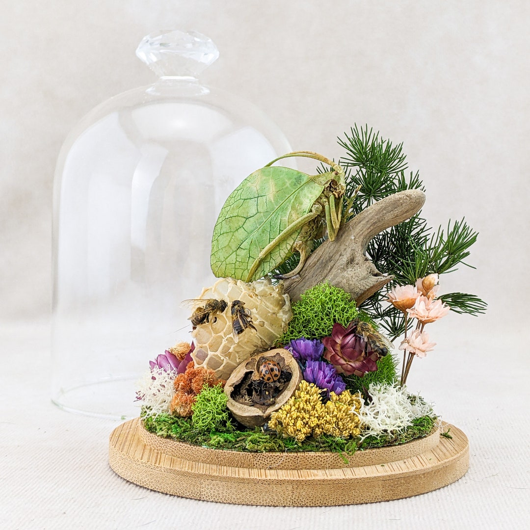Katydid Hive and Honey Bees Victorian Glass Dome Entomology Display Bug ...