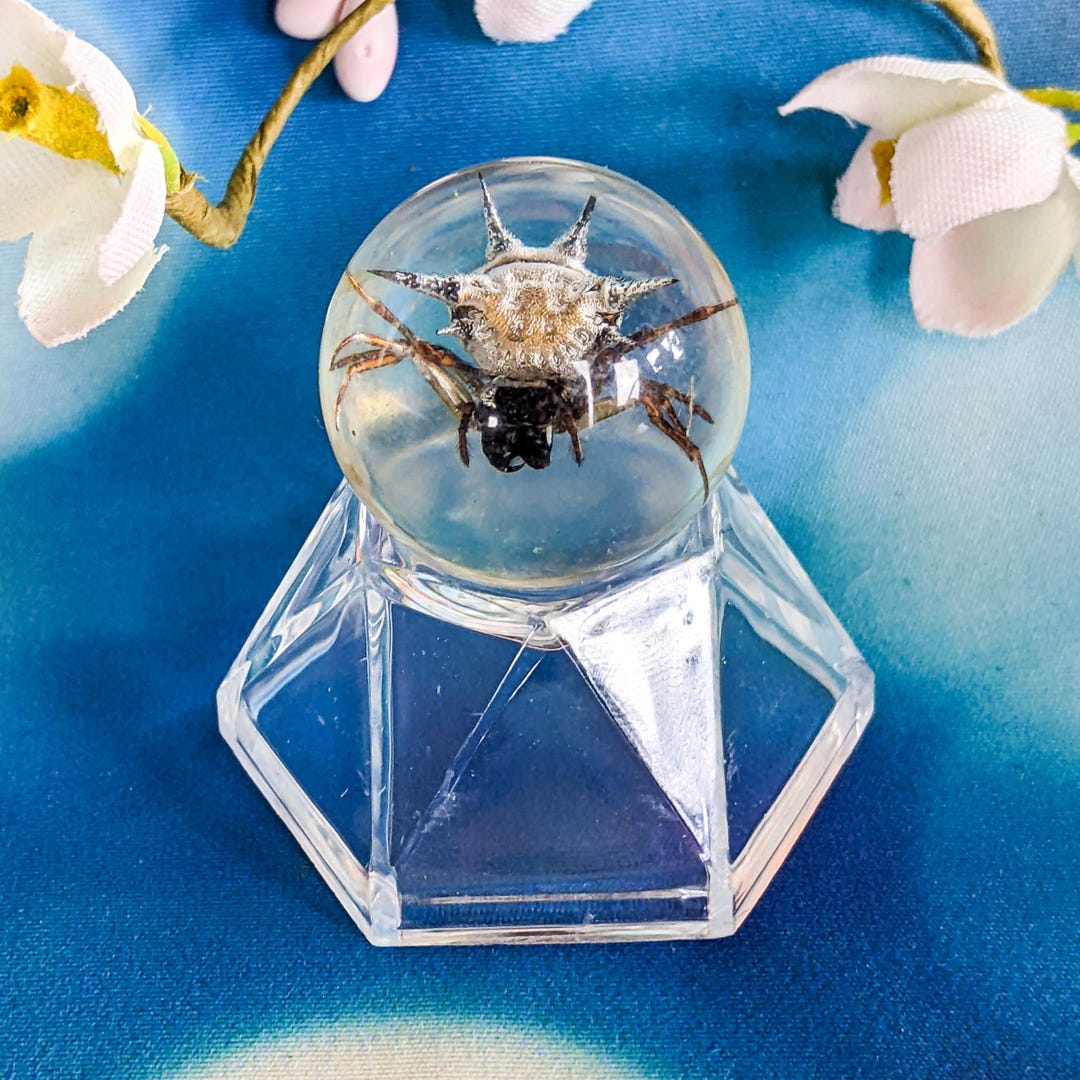 Spiny Orb Weaver Spider in Resin Marble Arachnid Display Oddity ...