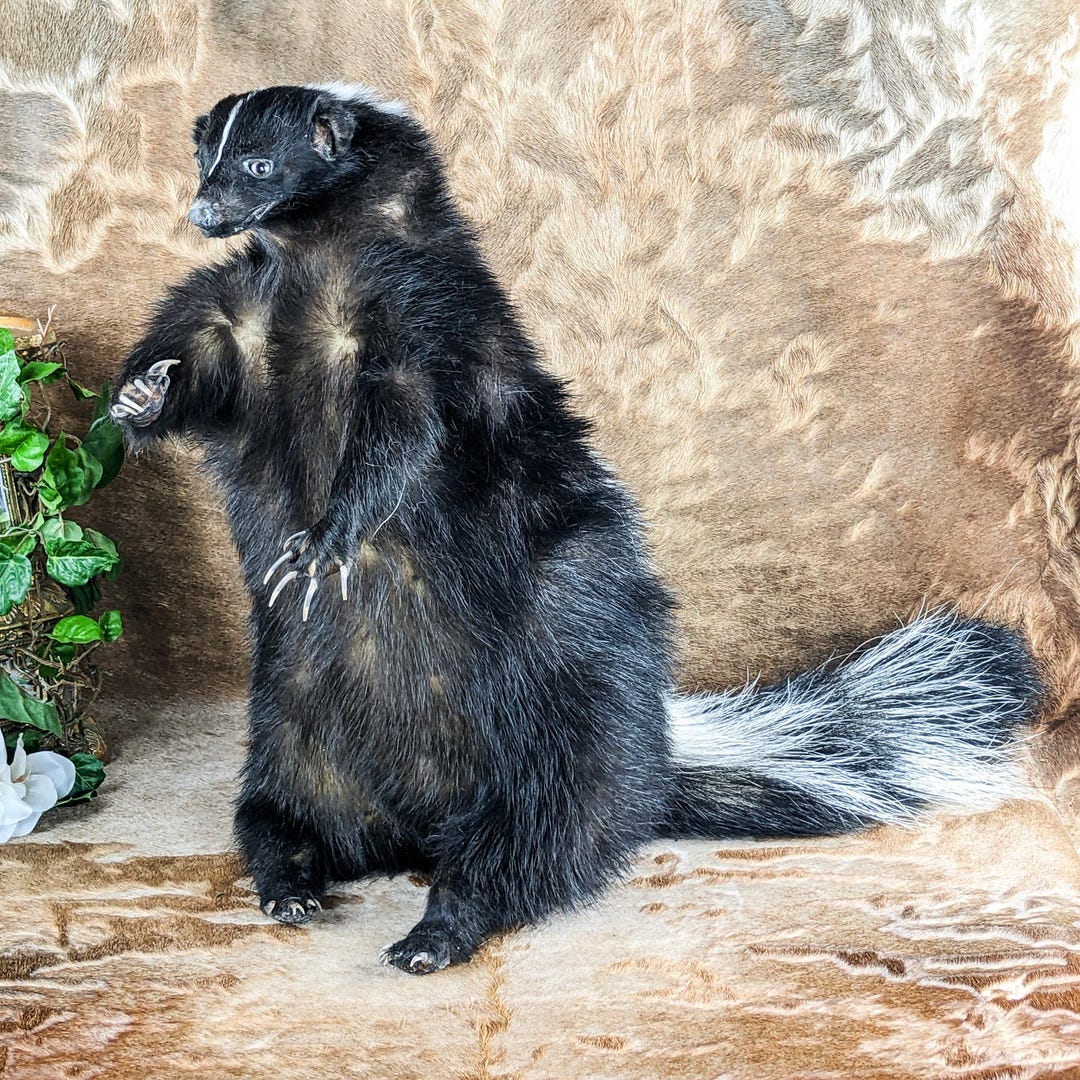 Skunk Mount Taxidermy Oddities Curiosities Collectible Specimen Cabin ...