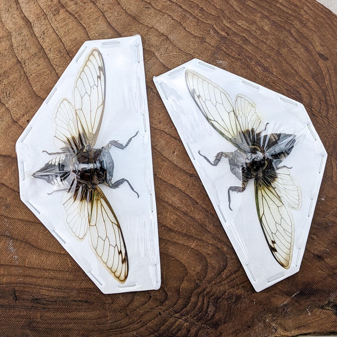 Two Cicada M & F Clearwing Cryptotympana Acuta Spread Specimen Locust ...