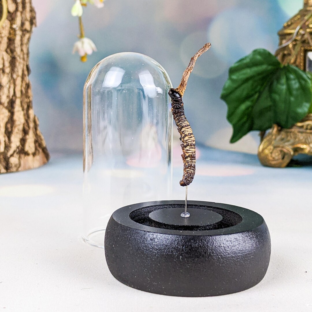 Caterpillar Zombie Fungus Cordyceps Dome Macabre Curio Cabinet ...