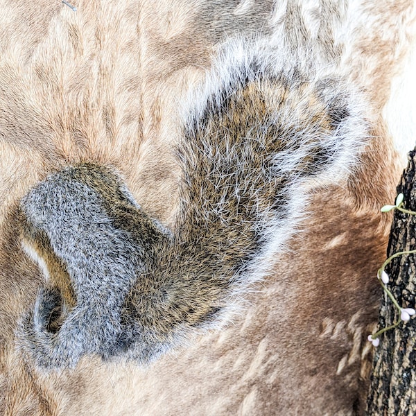 Squirrel Feet - Etsy