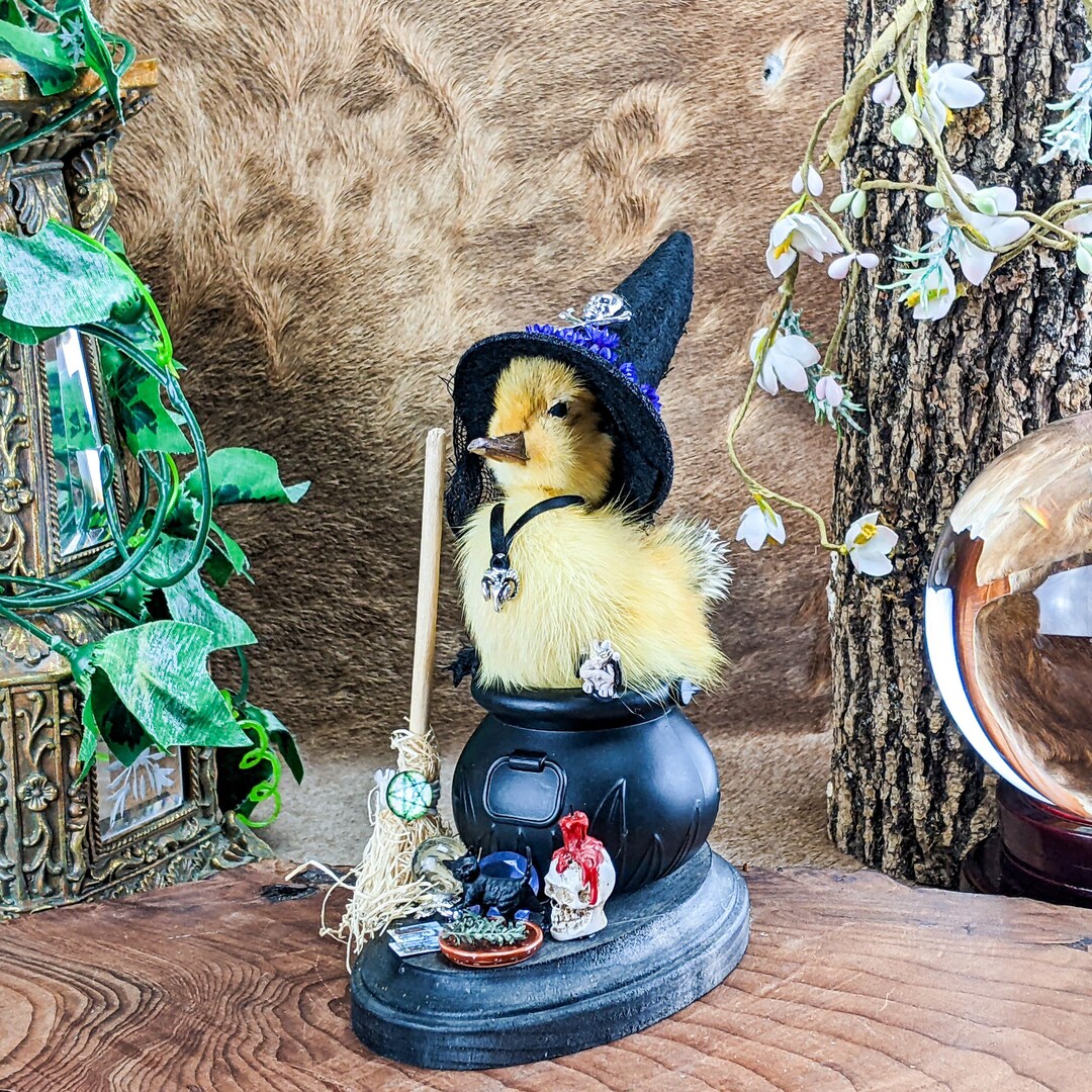 W144m Witch TAXIDERMY Curiosities Oddities Cayuga Domestic Baby Duck ...