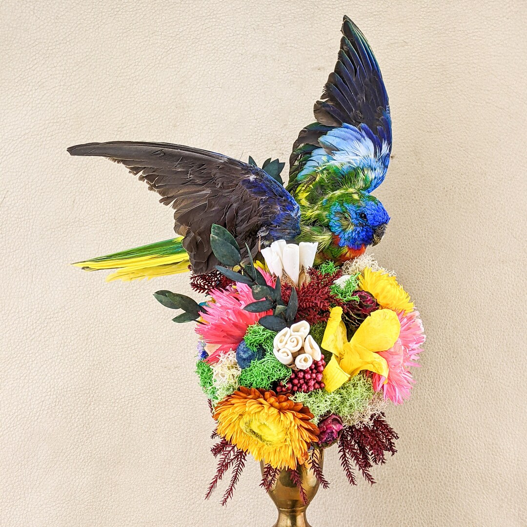 Parakeet Bird Pedestal Taxidermy Oddities Curiosities Display Victorian ...