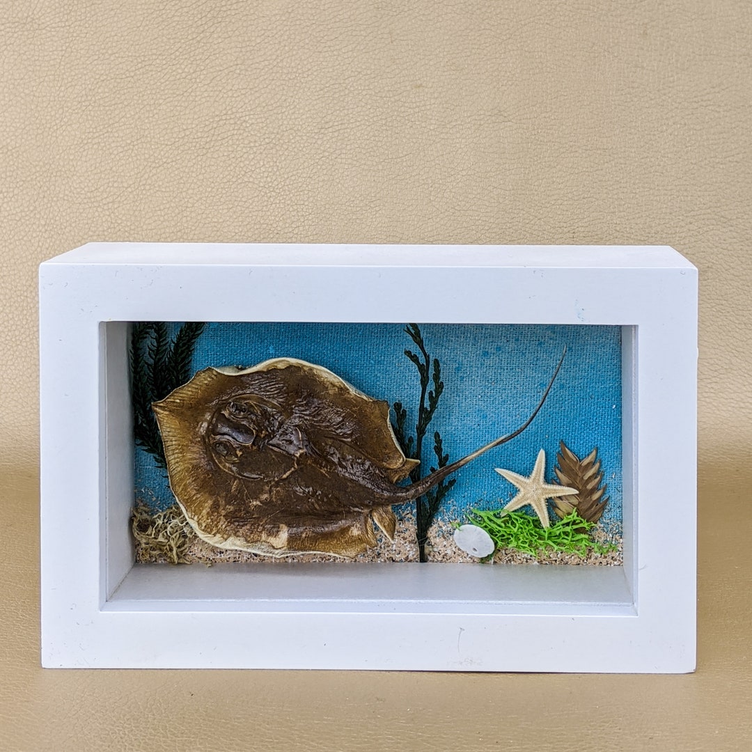 U60Q Brown Electric Ray Fish Nautical Display Taxidermy - Etsy