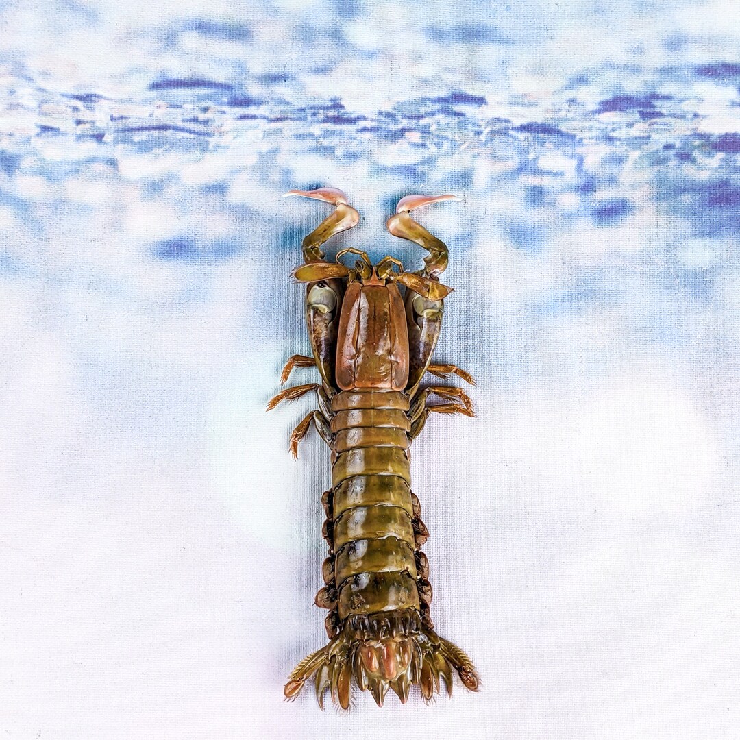 U34a Large Mantis Shrimp Specimen Craft Taxidermy Oddities - Etsy