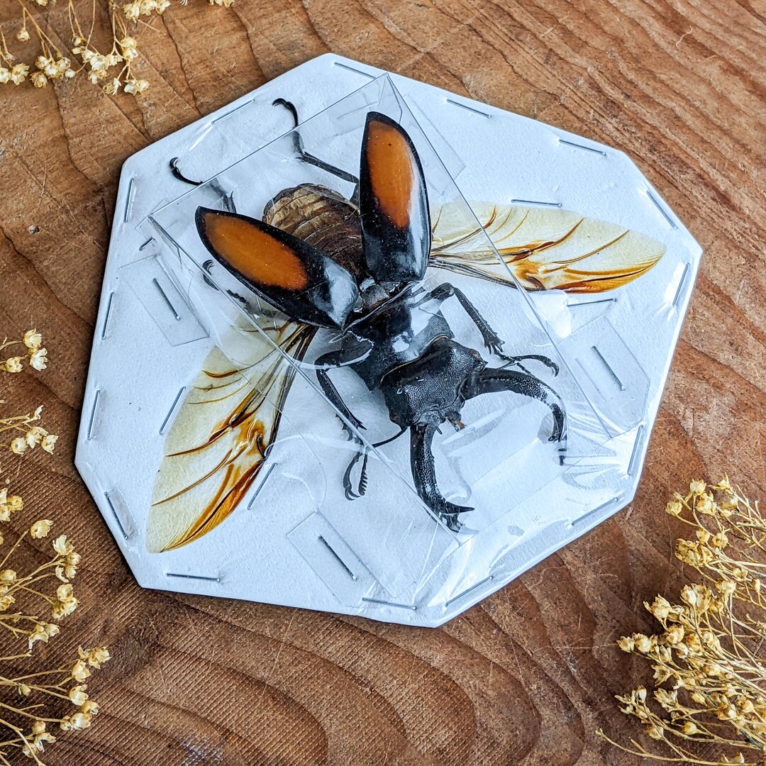 Hexarthrius Parryi Spread Beetle Specimen Craft Collectible Taxidermy ...