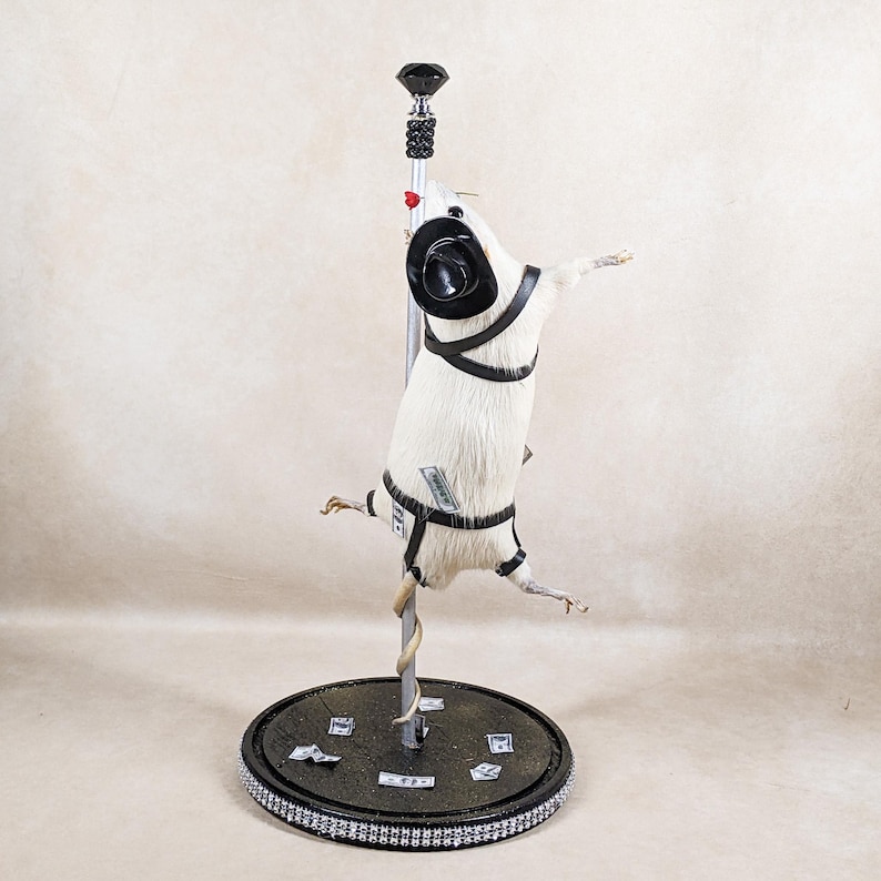 Stripper Rat Pole Burlesque Male Taxidermy Oddities Curiosities ...