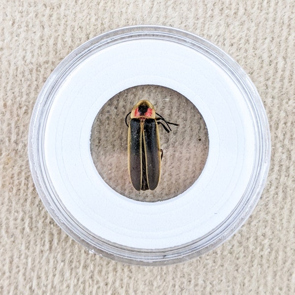 Curiosity Cabinet - Etsy