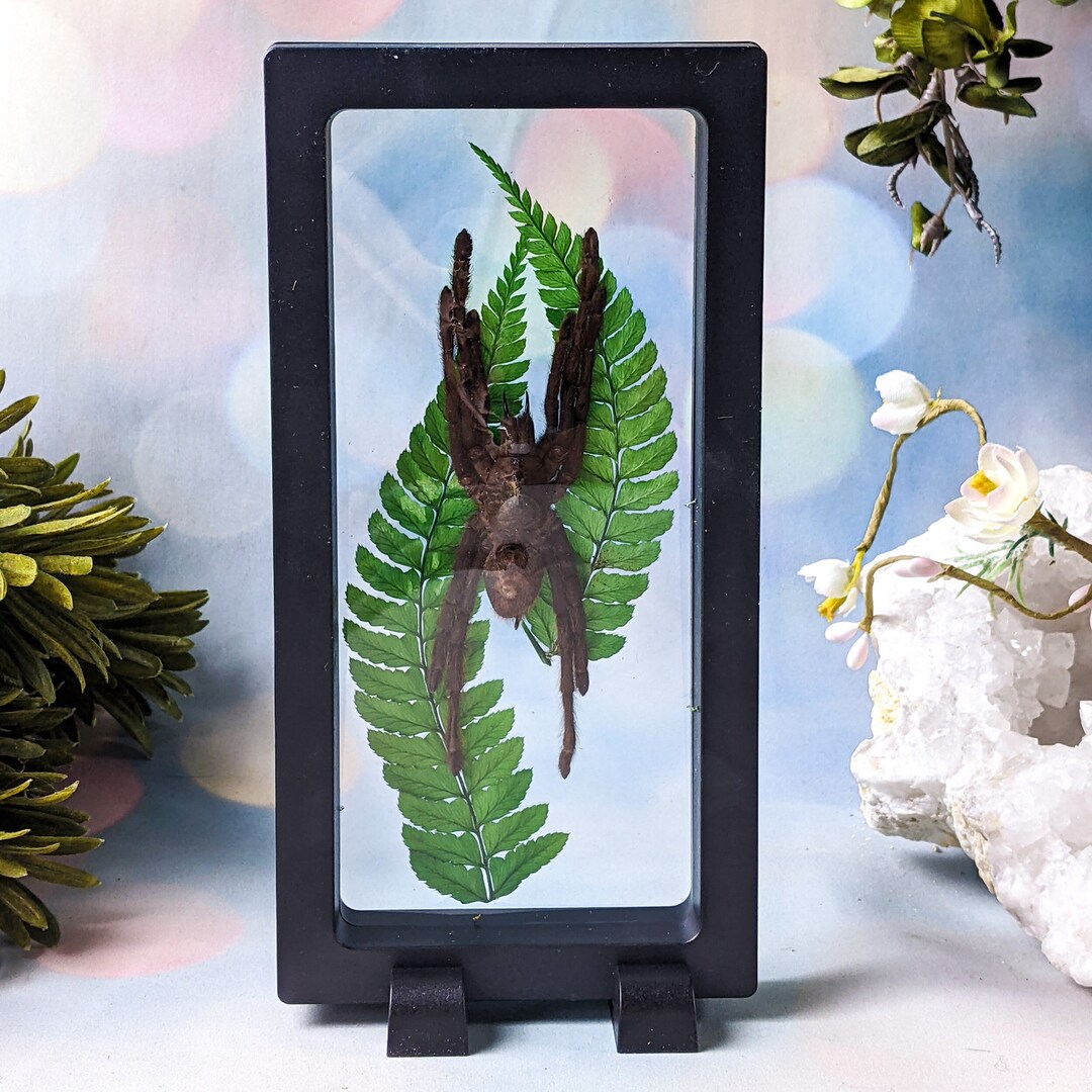 V1e Java Yellow Kneed Tarantula Spider Selencosmia Javanesis - Etsy