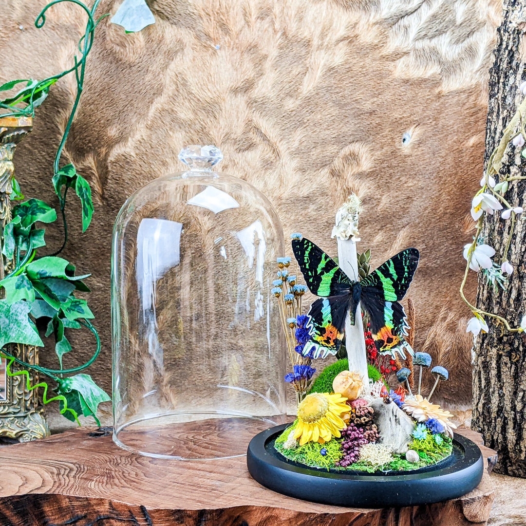 Sunset Moth Butterfly Glass Dome Display Oddities Curiosities Victorian ...