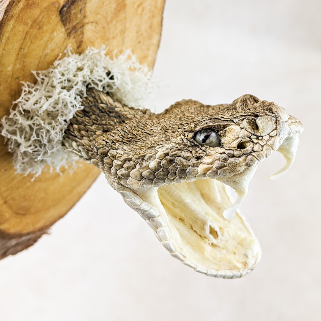 Rattlesnake Snake Head Wall Mount Display Taxidermy Oddities ...