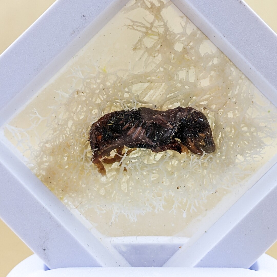 G32h Taxidermy Fetal Mouse Baby Mus Musculus Display Curiosities ...