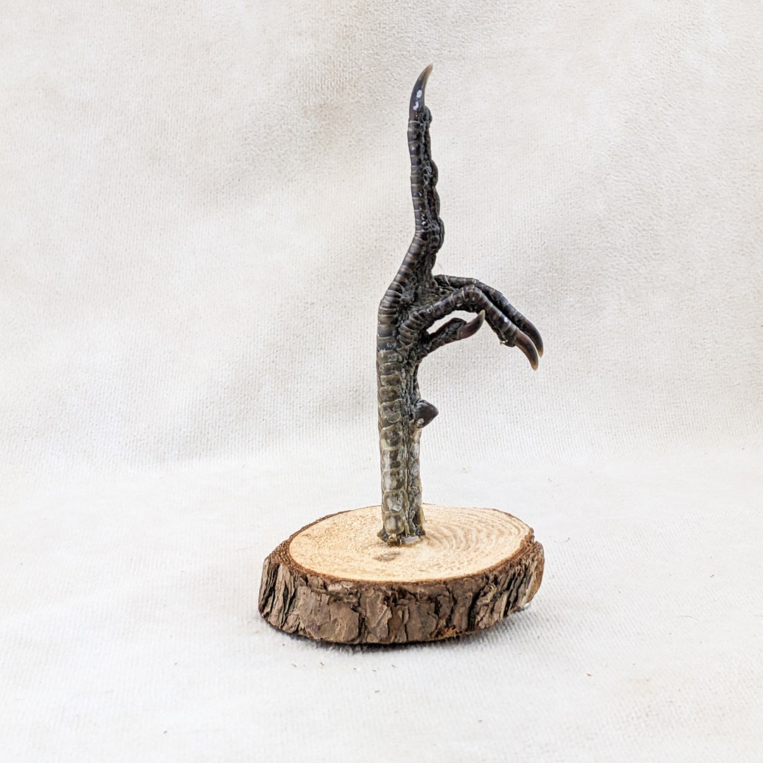 U38d Pheasant Foot Claw Finger Flipping the Bird Taxidermy - Etsy