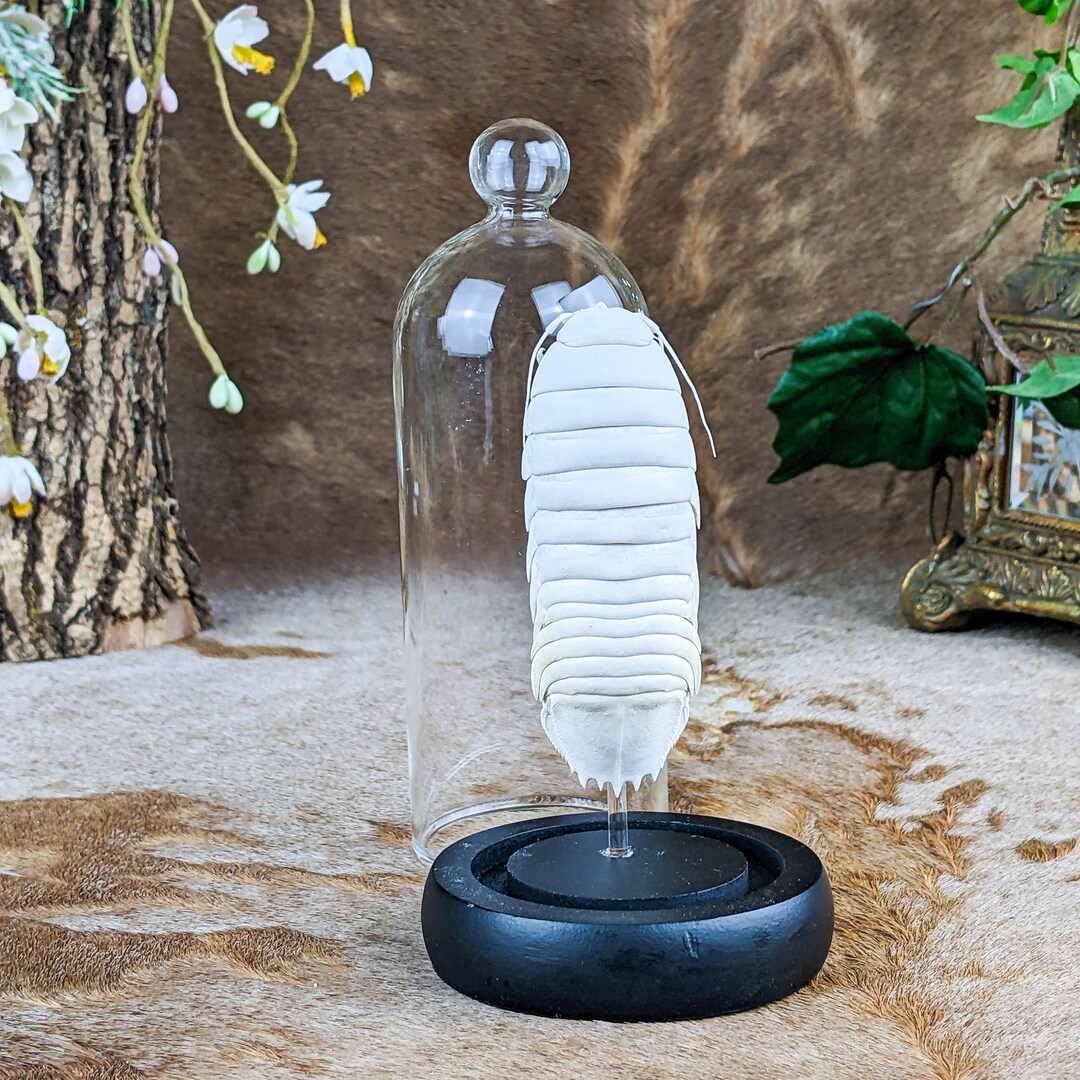 Giant Sea Isopod Glass Dome Display Taxidermy Oddities Curiosities ...