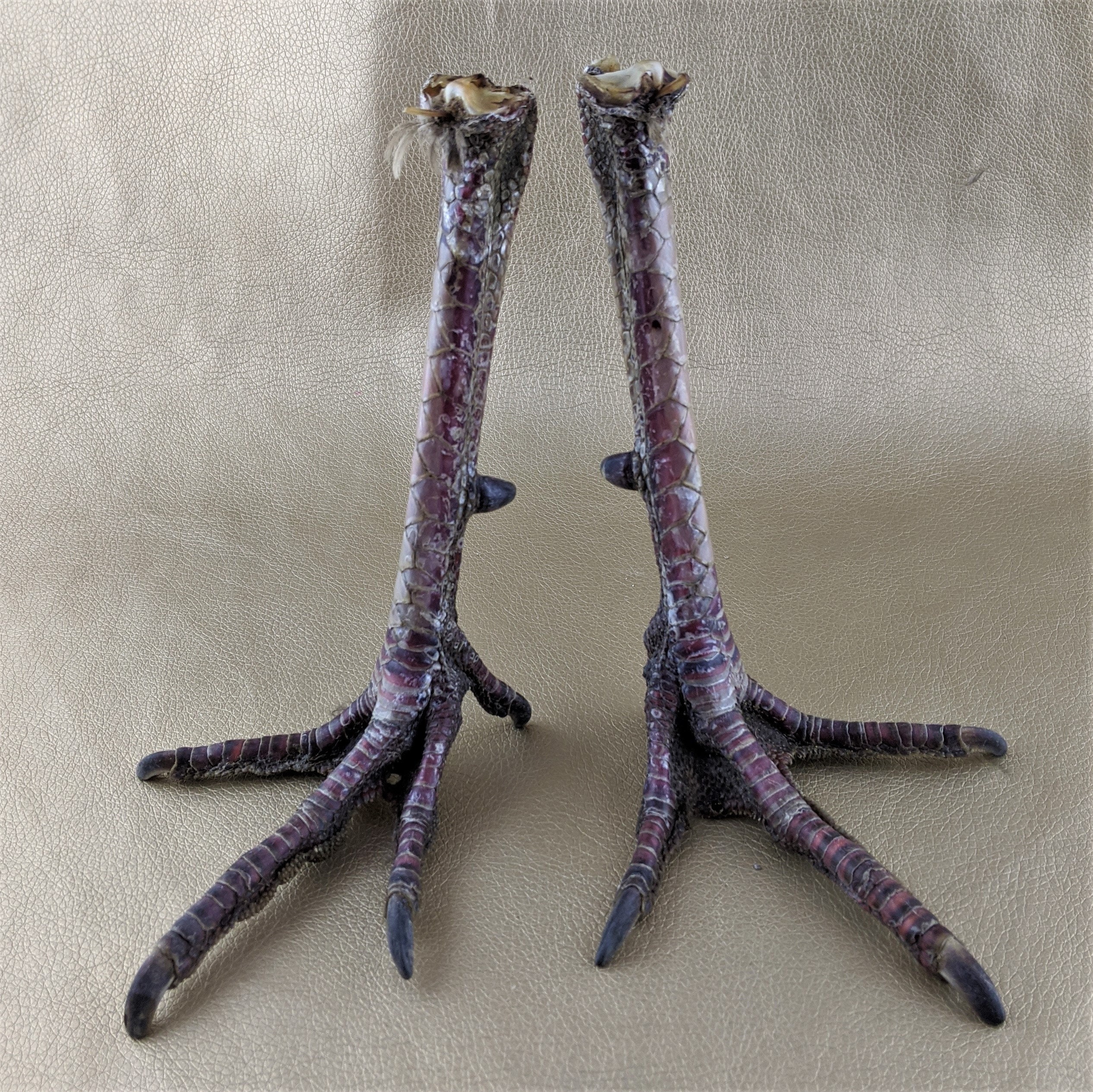 U37A Taxidermy Wild Turkey Feet Pair Repair Mount Witchcraft Etsy
