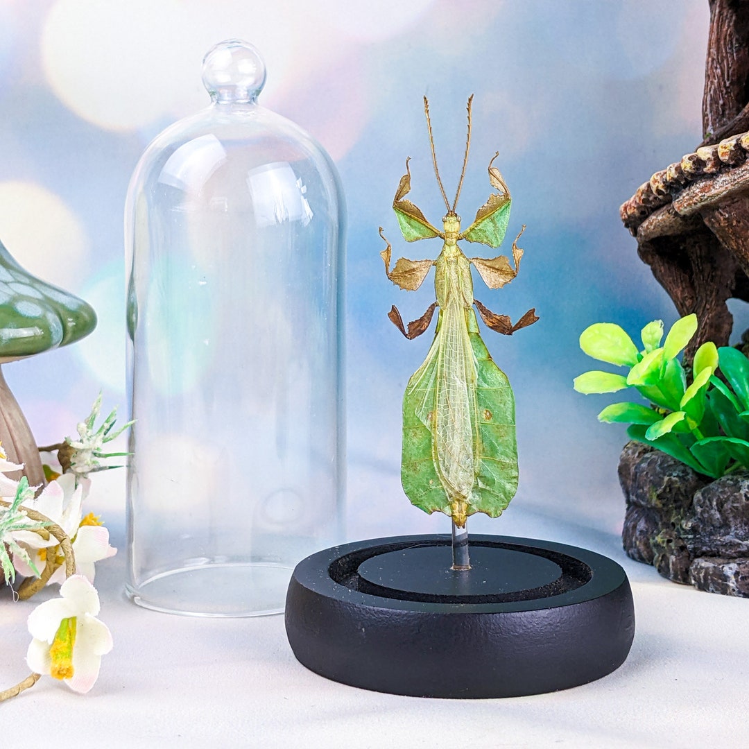 Male Leaf Mimic Glass Dome Display Oddities Specimen Entomology ...