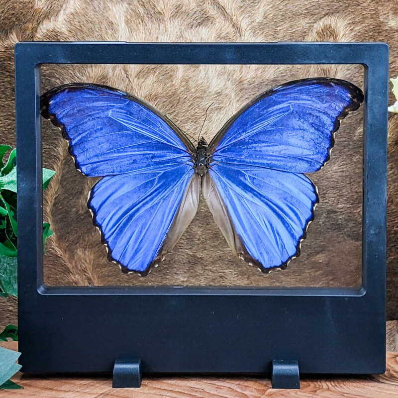 Peruvian Butterflies - Etsy