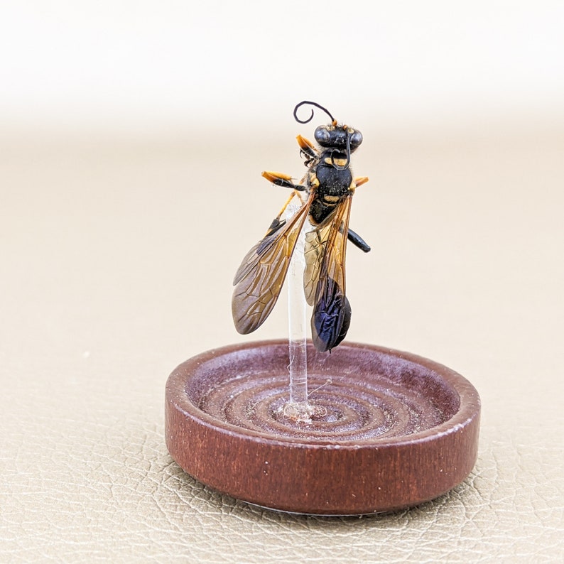 E33a Mud Dauber Wasp Glass Dome Display Entomology Taxidermy - Etsy