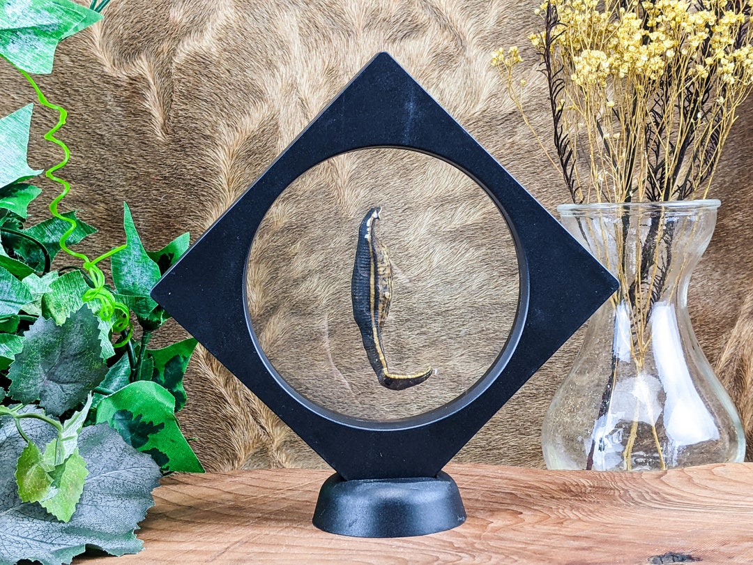 X48g Medicinal Leech Display Specimen Taxidermy Floating Curiosities ...