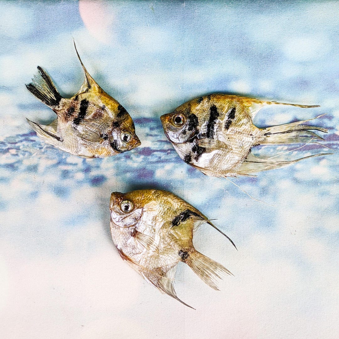 3 Marbled Angelfish Fish Specimen Taxidermy Collectible Educational ...