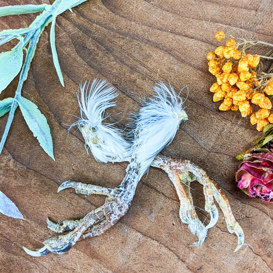 Dove Pigeon Feet PAIR Taxidermy Craft Voodoo Dog Talon Collectible ...