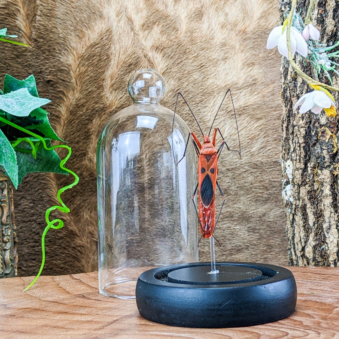 Screaming Face Beetle Glass Dome Entomology Taxidermy Oddities ...