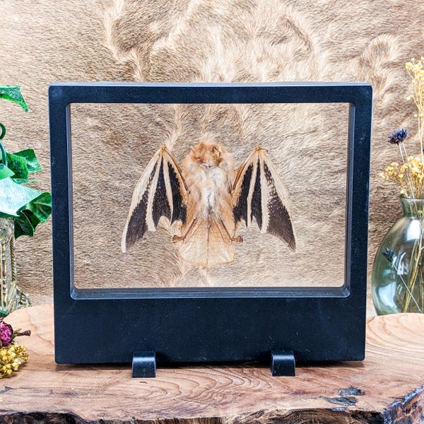 Taxidermy Bat - Etsy