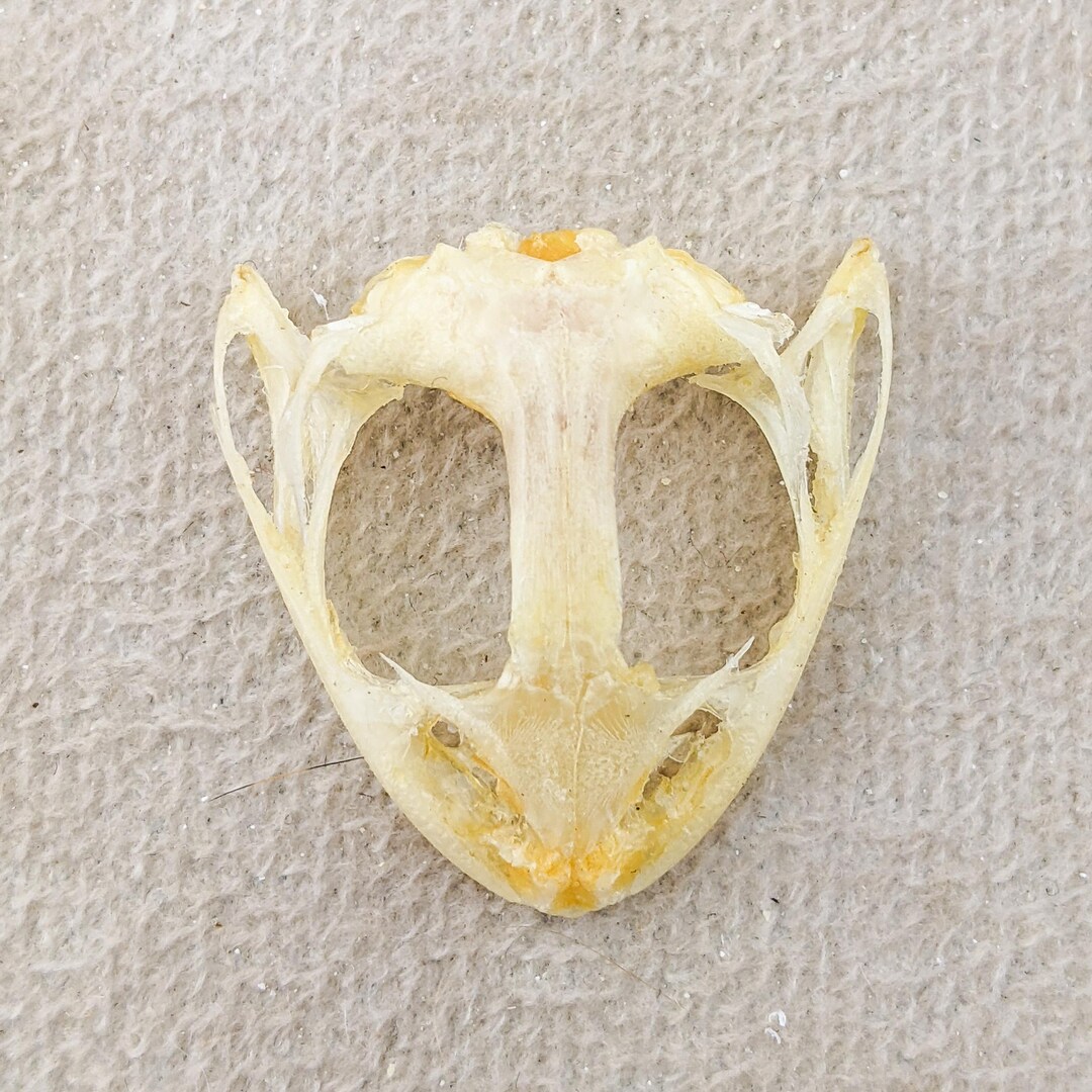 Grass Wart Frog Skull ONE Specimen Bones Gift Taxidermy Oddity ...
