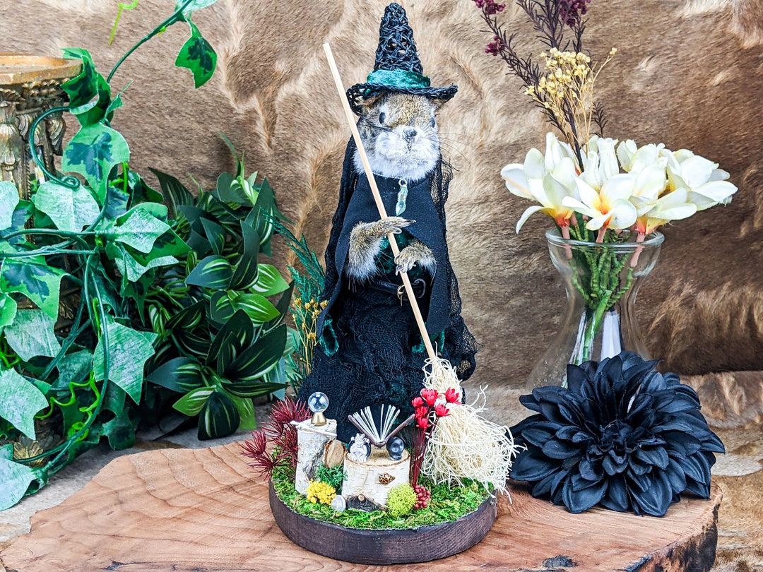 Squirrel Witch Taxidermy Oddities Curiosities Halloween Taxidermy ...