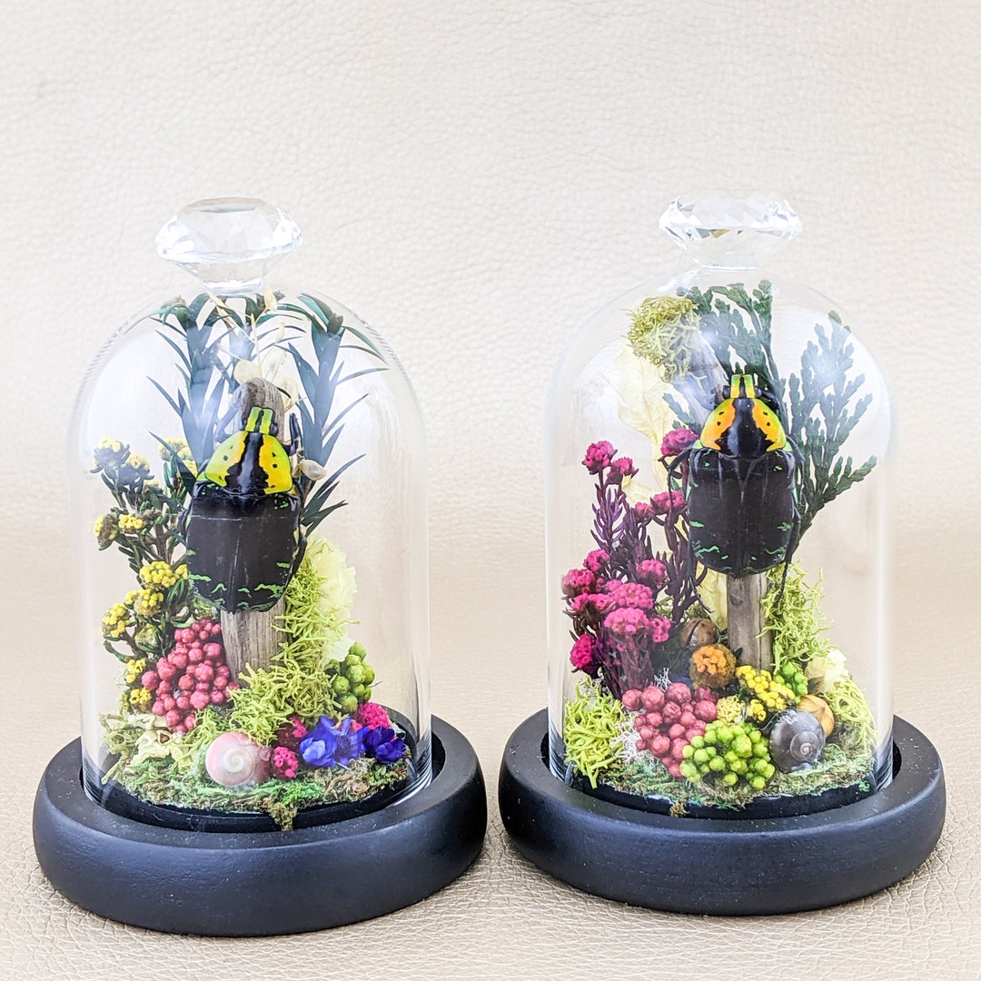 Sunset Beetle Dome Display Entomology Taxidermy Oddities Curiosities ...