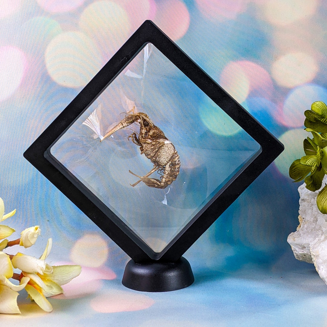 Crayfish Crawfish Crawdaddy Specimen Oddity Curiosities Taxidermy Craft ...