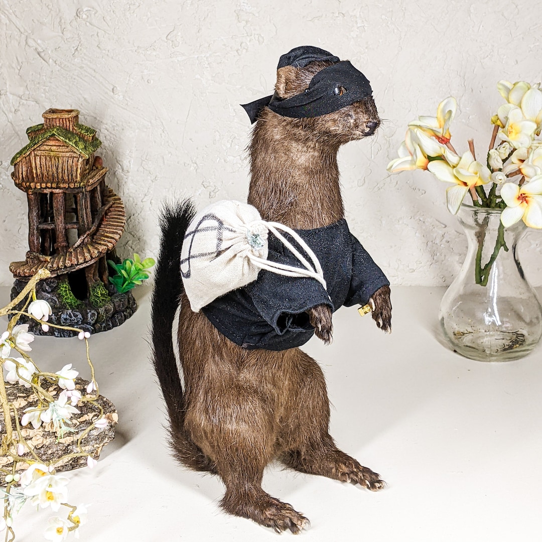 Mink Burglar Display Collectible Oddities Curiosities Preserved ...