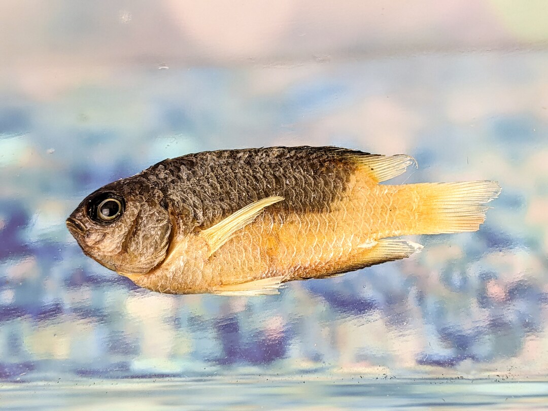 P15k Sale Golden Dwarf Fish Taxidermy Oddities Collectible Specimen ...