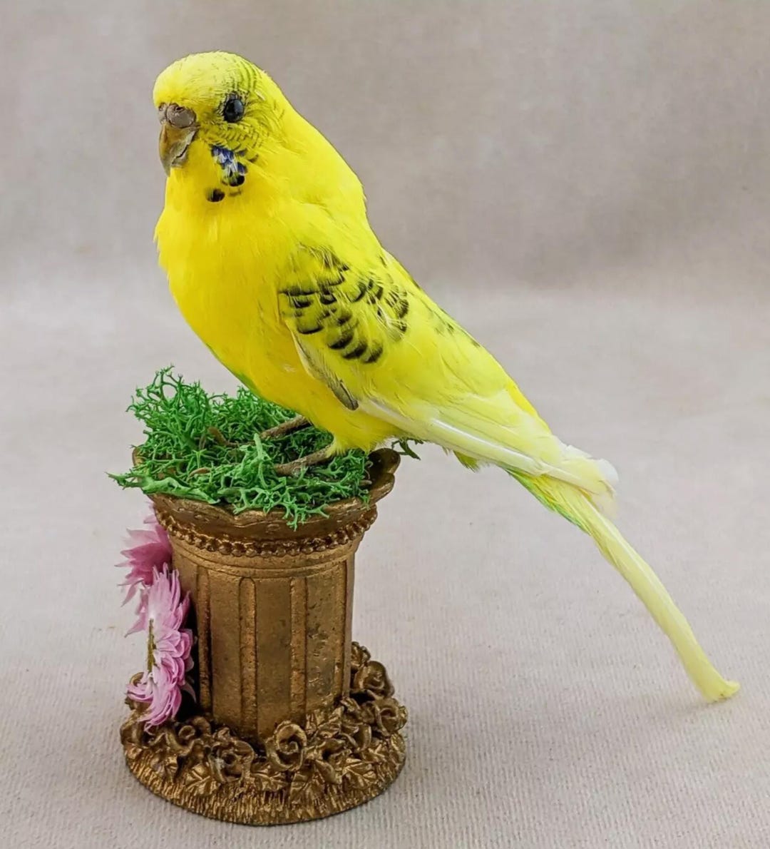 Parakeet Bird Specimen Pedestal Oddities Curiosity Display Taxidermy ...